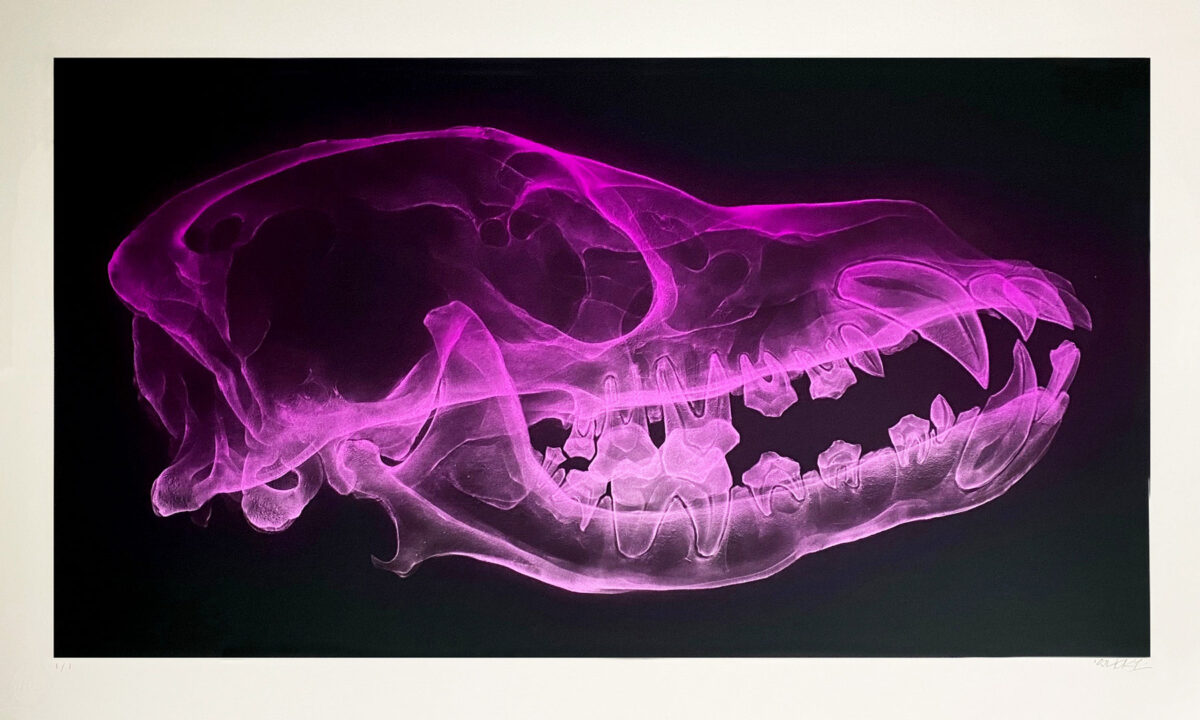 ‘Dog Skull (Chiaroscuro Pink Pale Mint)’ – Aurum Gallery